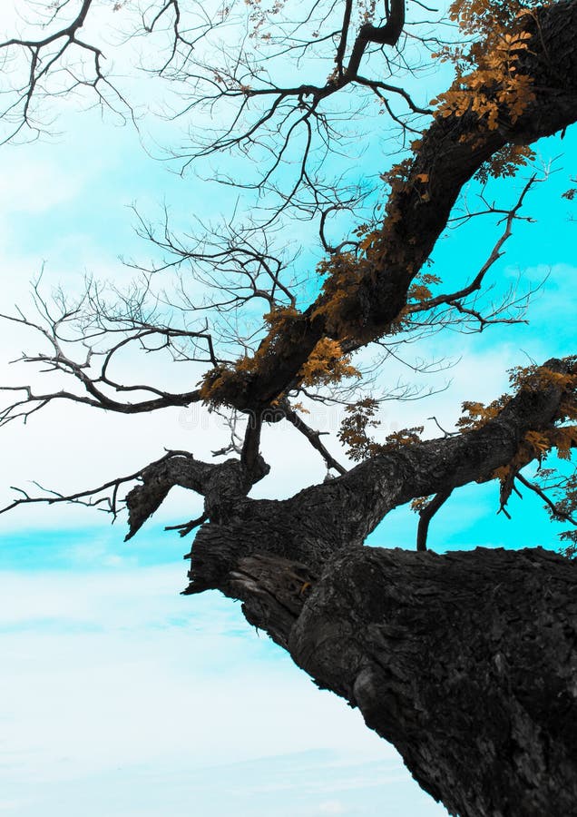 Background is a Branch of a Large Tree. Stock Photo - Image of natural ...