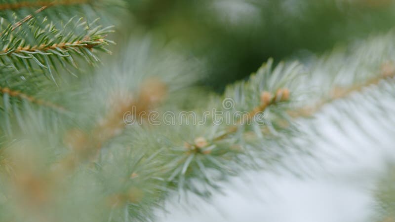 Background from Branches of Blue Spruce. Bushy Selection of Colorado ...