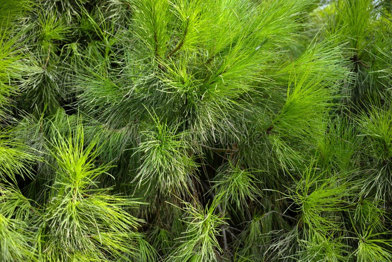 Background of Branches of Cedar Tree Stock Photo - Image of cedar ...