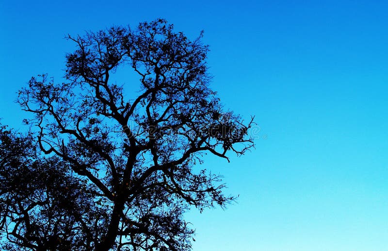 Background, Branches, Colors Picture. Image: 109888266