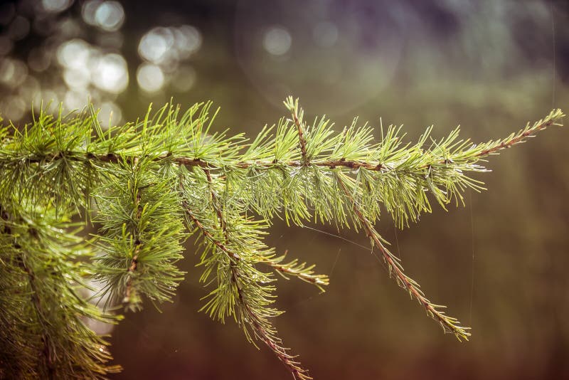 Background of the Branches of Larch in the Sunlight Stock Photo - Image ...