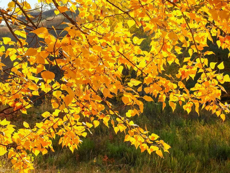 Background of the Branches of Poplar Tree with Autumn Leaves Stock ...