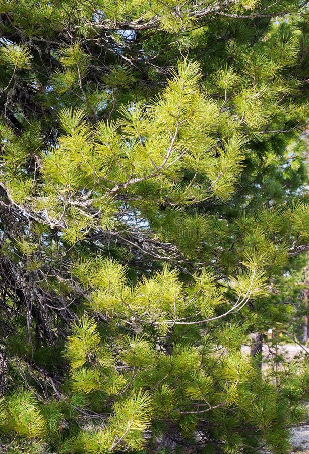 Background from the Branches of Siberian Cedar Pine. Stock Photo ...