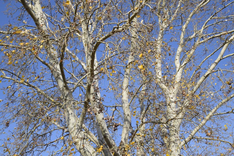 A poplar in autumn stock photo. Image of yellowing, rottenleaves - 99090356