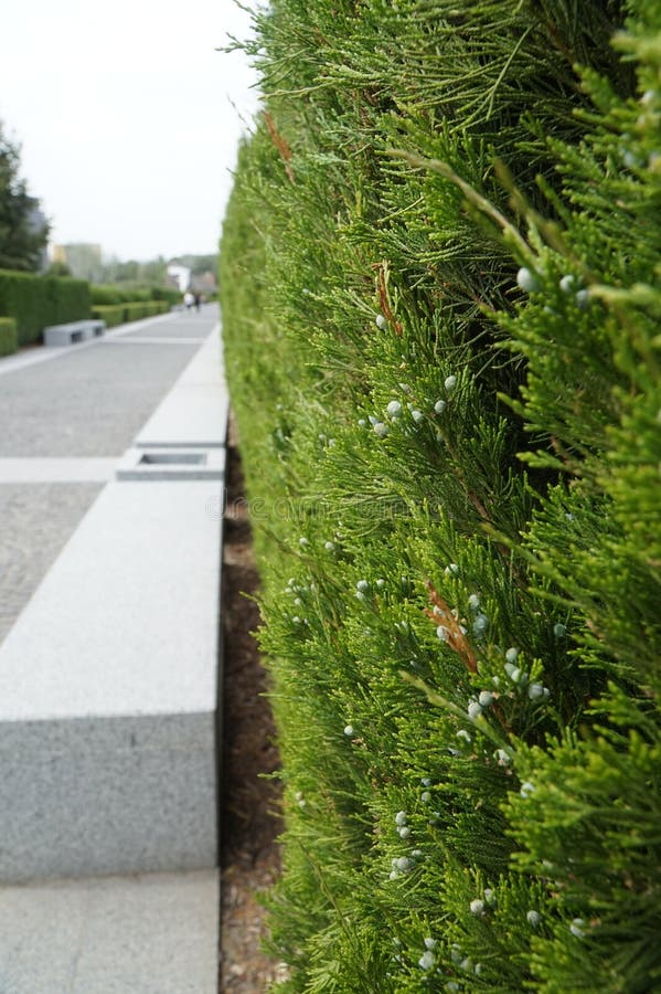Background with Branches of White Cedar Stock Image - Image of leaf ...