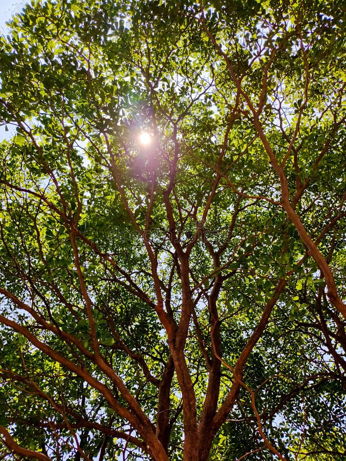 Background of Branching Trees with Little Sunlight Stock Photo - Image ...