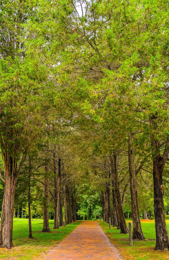 Cedar Lined Brick Path stock photo. Image of autumn - 127348416