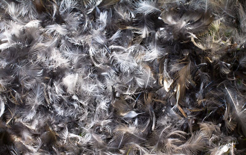 Background from Bright Feathers Stock Photo - Image of bright, fluff ...