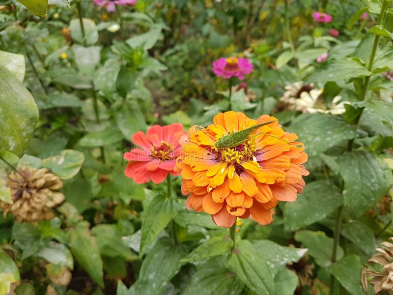 Autumn flowers. stock photo. Image of view, palace, leaves - 128544066