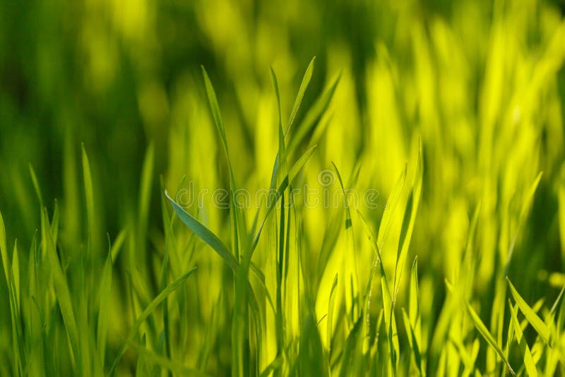 Young Green Grass. Closeup Macro Stock Photo - Image of texture ...