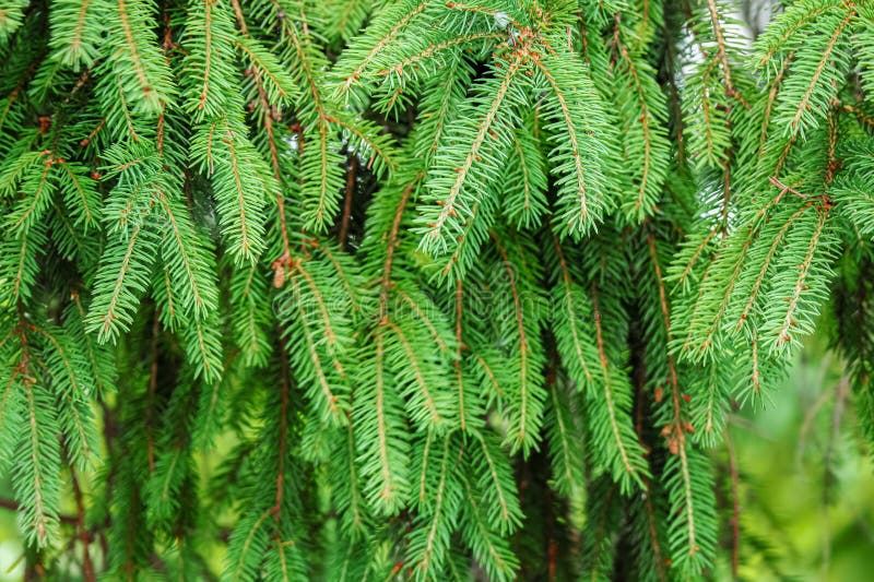 Background of Bright Green Pine Tree Branches with Short Needles Stock ...