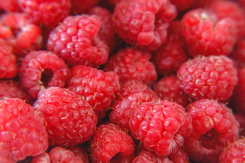 Background of Bright Juicy Ripe Red Raspberries Stock Image - Image of ...