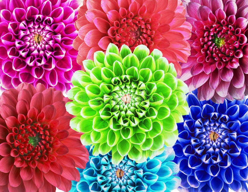 Background from Bright Multi-colored Flowers. Collage Stock Image ...