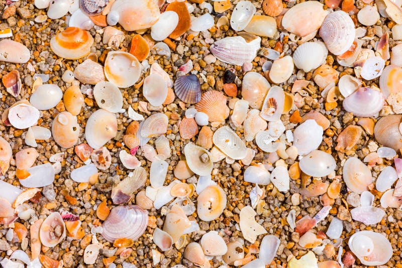 Background with Bright Orange Sand and Tropical Seashells Stock Photo ...