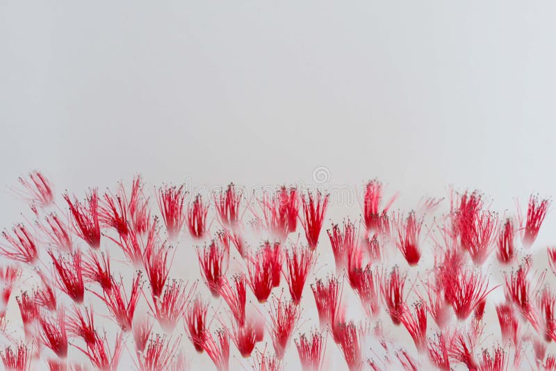 Background of Bright, Red Flowers, Fluffy Inflorescences Stock Photo ...
