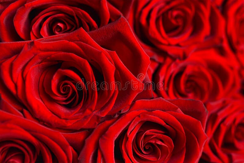 Background of Bright Red Roses Close-up Stock Image - Image of floral ...