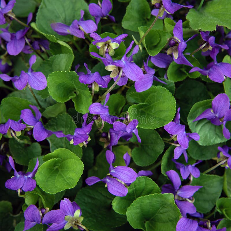 Background of Bright Saturated Spring Purple Violets Stock Photo ...