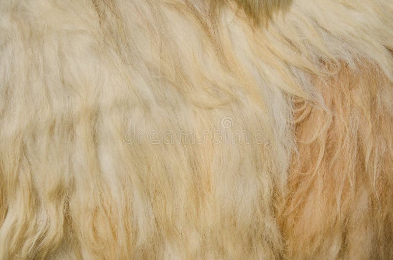 Camel Wool stock image. Image of animals, mane, closeup - 195676119