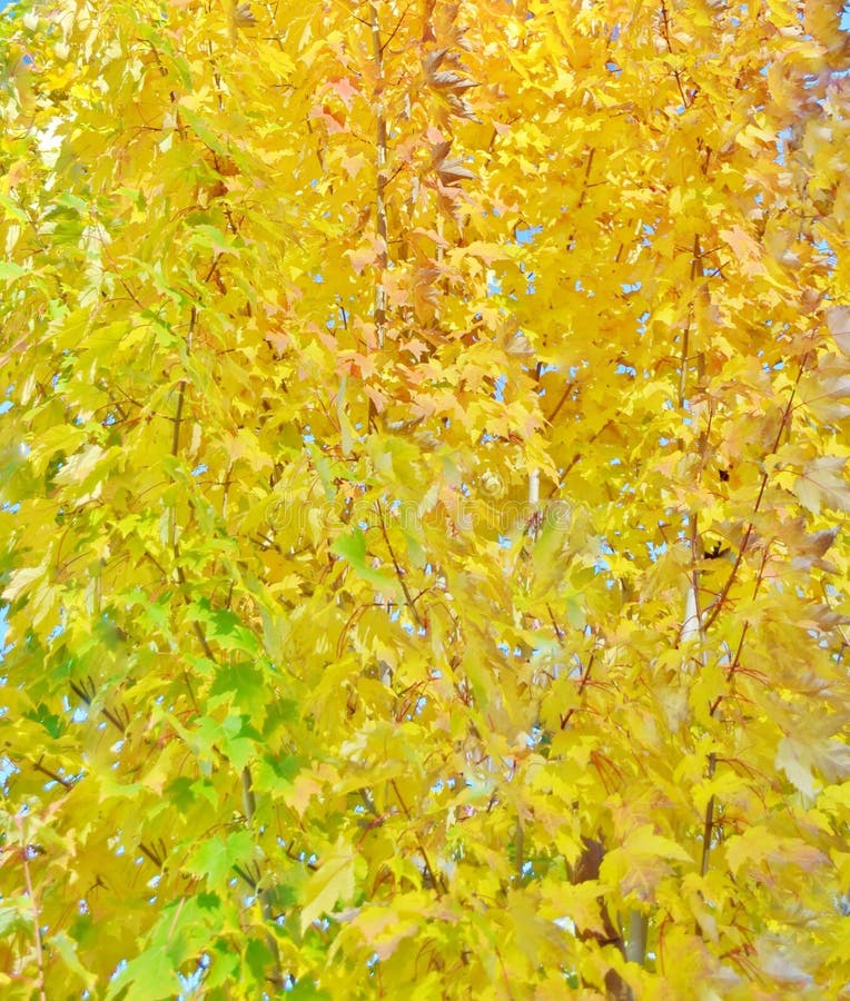BACKGROUND - BRIGHT YELLOW LEAVES Stock Photo - Image of artistic ...