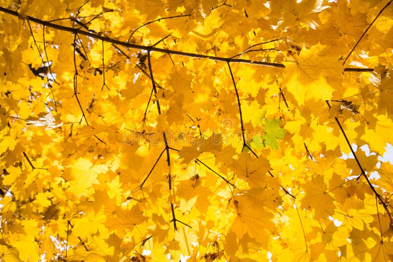 Background of Bright Yellow Maple Leaves in the Sunlight. Backgrounds ...