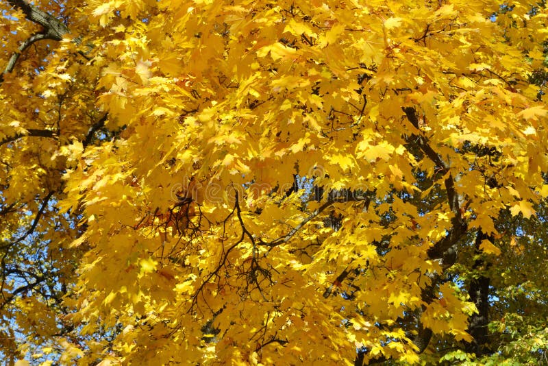 Background of Bright Yellow Maple Leaves on the Tree Stock Image ...