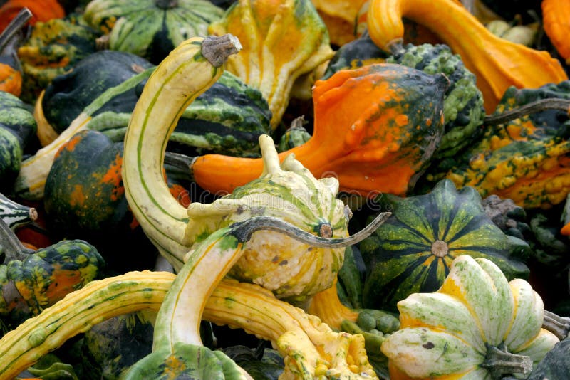 Background of Brightly Colourful Gourds Stock Image - Image of orange ...