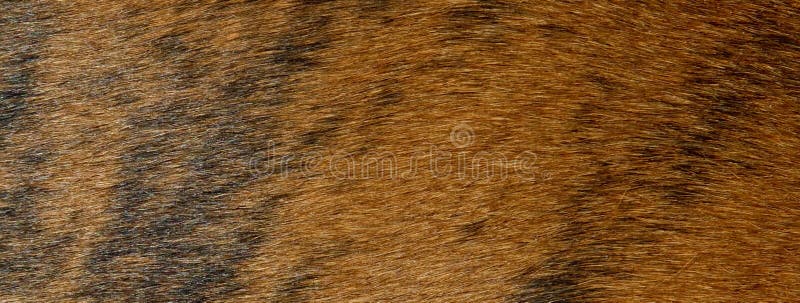 Background Brindle Boxer Dog Fur Pattern and Text Stock Image - Image ...