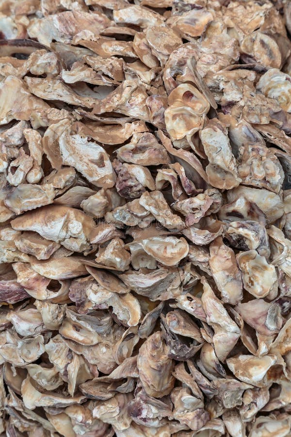 Open Oyster Shell on Beach, Normandy, France Stock Photo - Image of ...