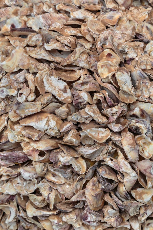 Open Oyster Shell on Beach, Normandy, France Stock Photo - Image of ...