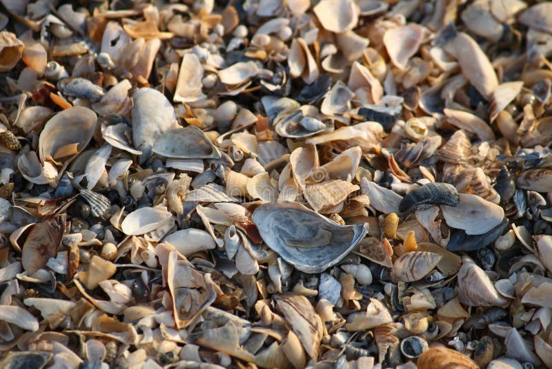 Background of Broken Seashell Fragments on the Sandy Beach of Southern ...