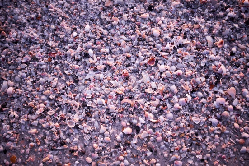 Background of Broken Shell Flotsam on a Beach Stock Image - Image of ...