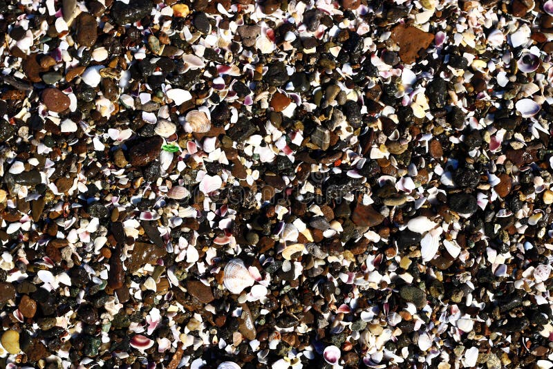 Background of Broken Shell and Pebbles on a Beach Stock Image - Image ...