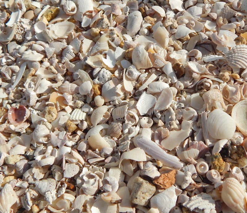 Background of Broken Shells Beach Theme Stock Photo - Image of colorful ...
