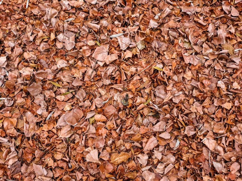 Background with Brown Leaves Stock Image - Image of autumn, rural ...