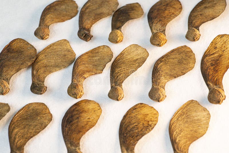 Texture of maple seed stock image. Image of vegetation - 231761599