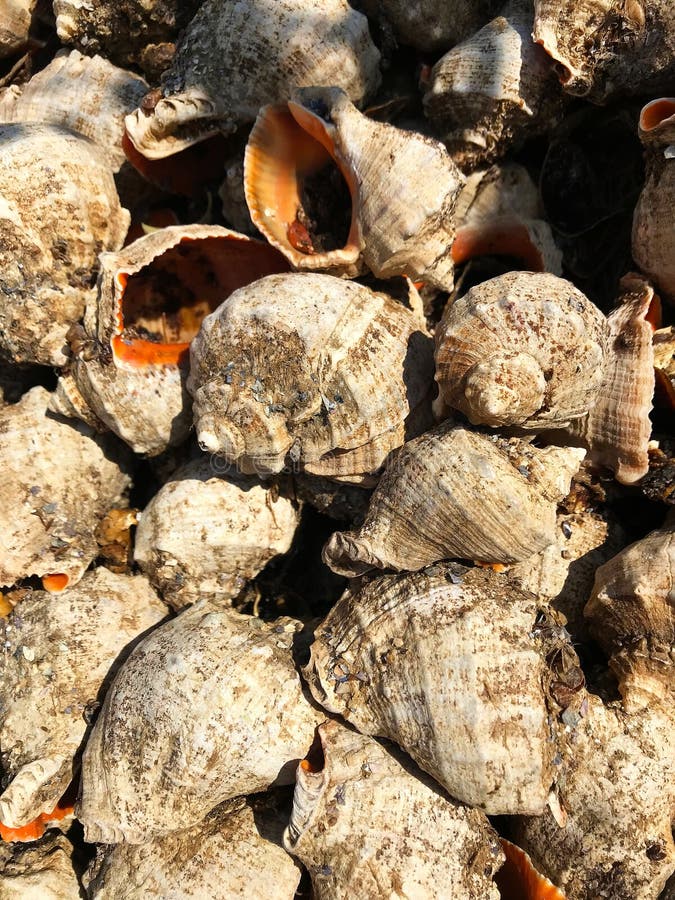 Background - Brown-Orange Rapana Shells Stock Image - Image of blue ...