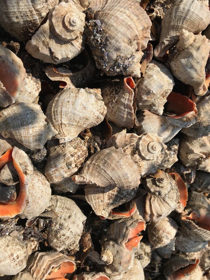 Orange Conch Sea Shell stock image. Image of shell, macro - 243501559
