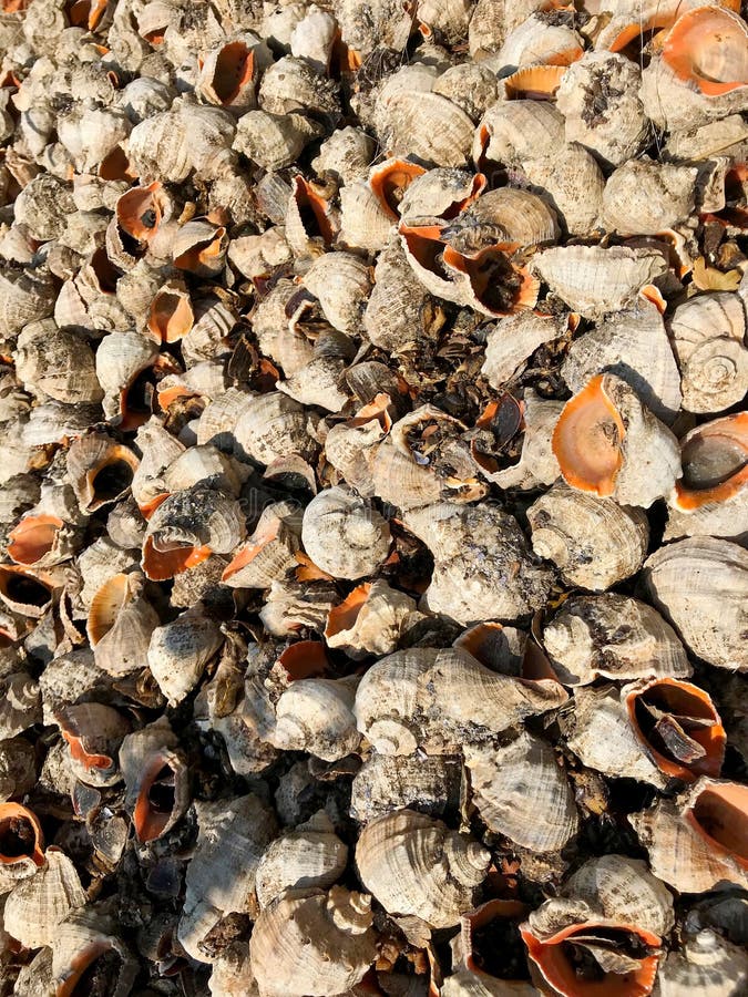 Orange Conch Sea Shell stock image. Image of shell, macro - 243501559