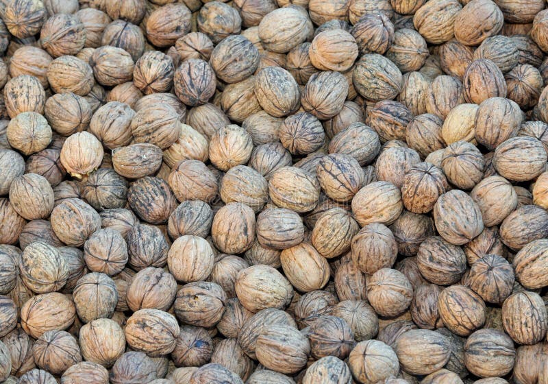 Background of Brown Shells of Walnuts Harvested from Trees Grown with ...