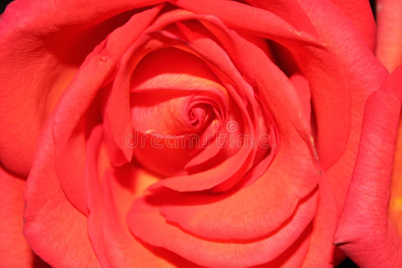 Background of Bud of Red Rose, Horizontal View. Stock Image - Image of ...