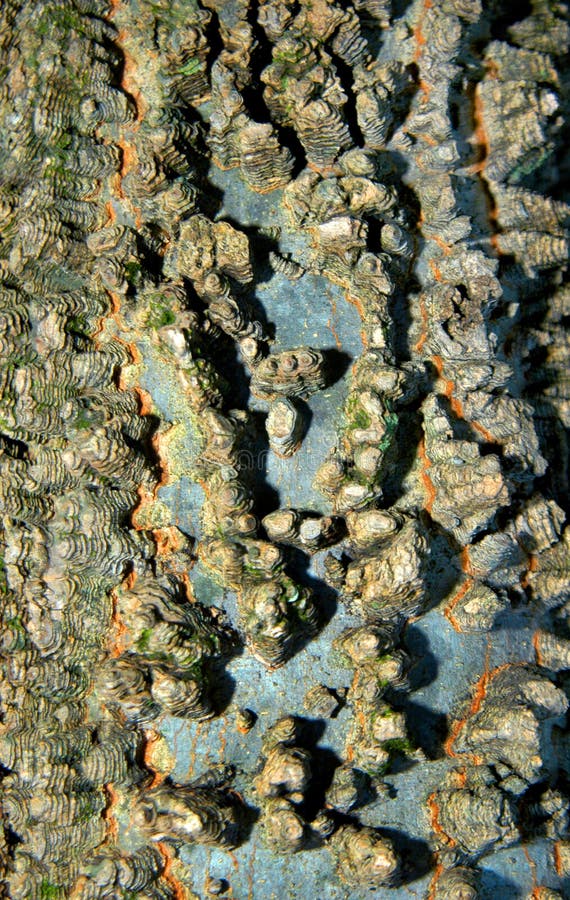 Background of Bumpy Bark stock photo. Image of raised - 108967668