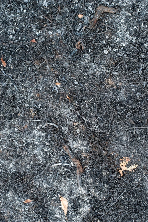 Burnt grass, burnt ground stock photo. Image of damage - 100775346