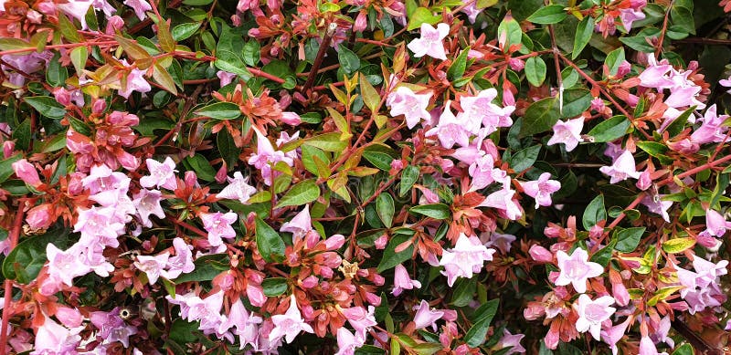 Abelia x grandiflora stock image. Image of star, light - 140501647