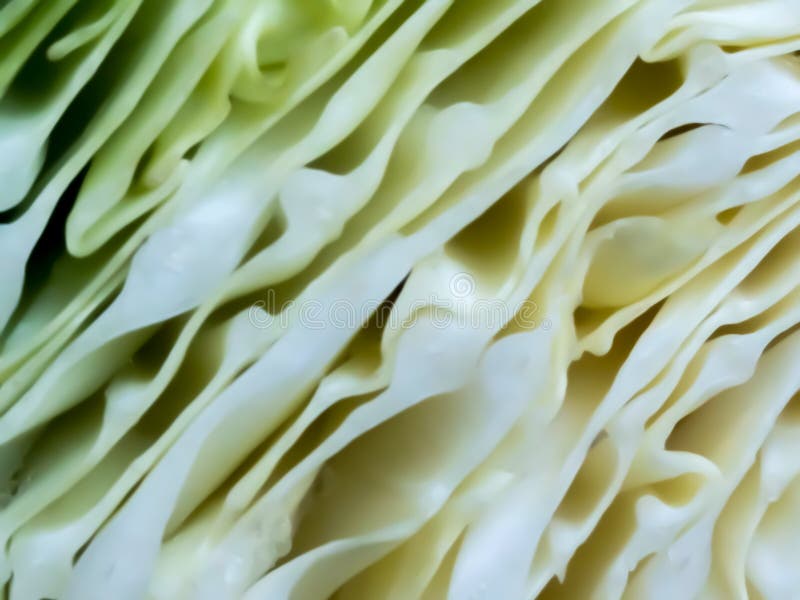 Red Cabbage cross section stock photo. Image of anthocyanins - 33971968