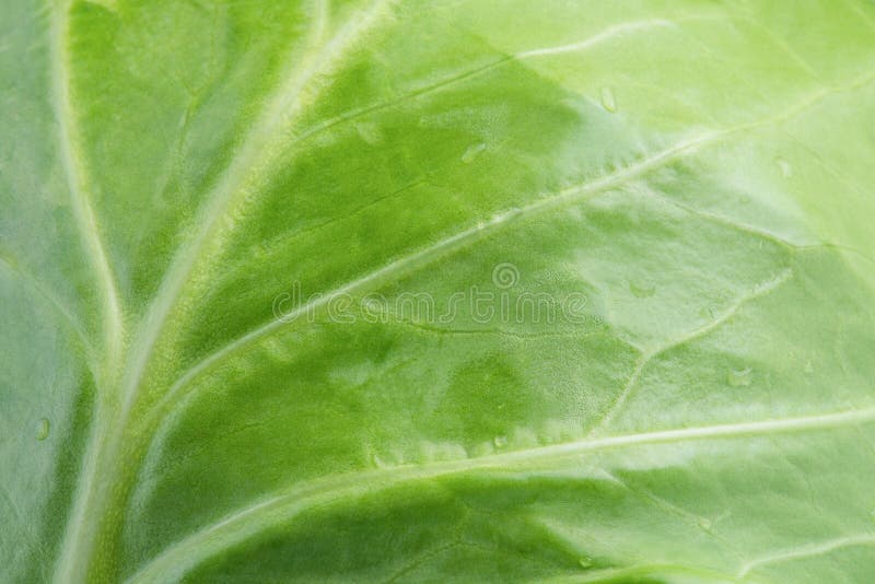 Background Cabbage Macro Photo. Food As a Texture Background Stock ...