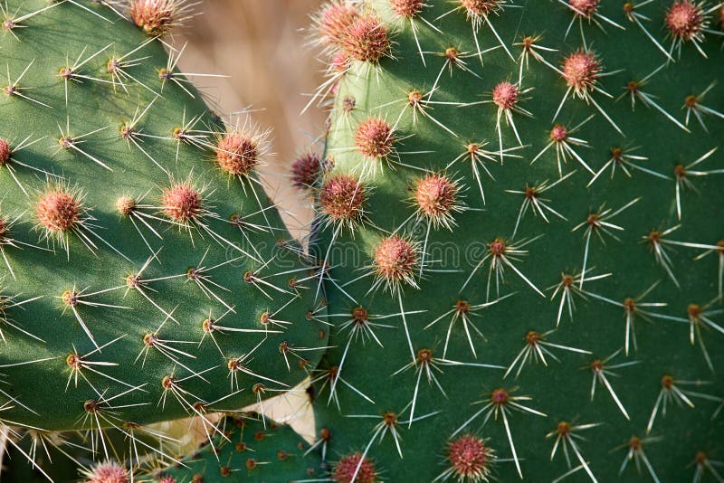 Background of Cactus Texture Stock Photo - Image of flower, beauty ...