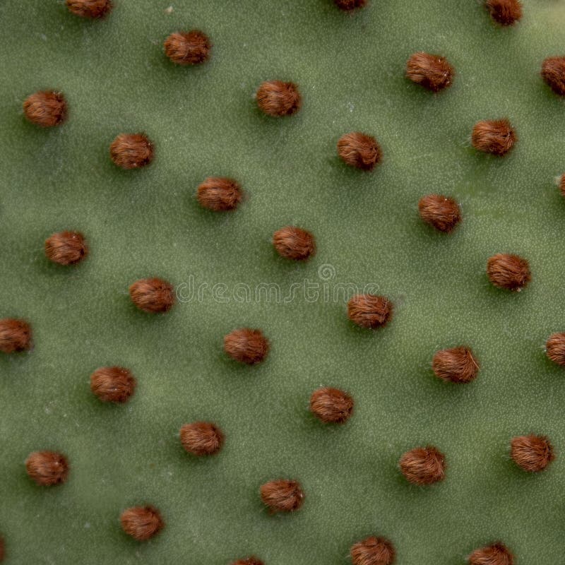 Background of a cactus stock photo. Image of texture - 278452726