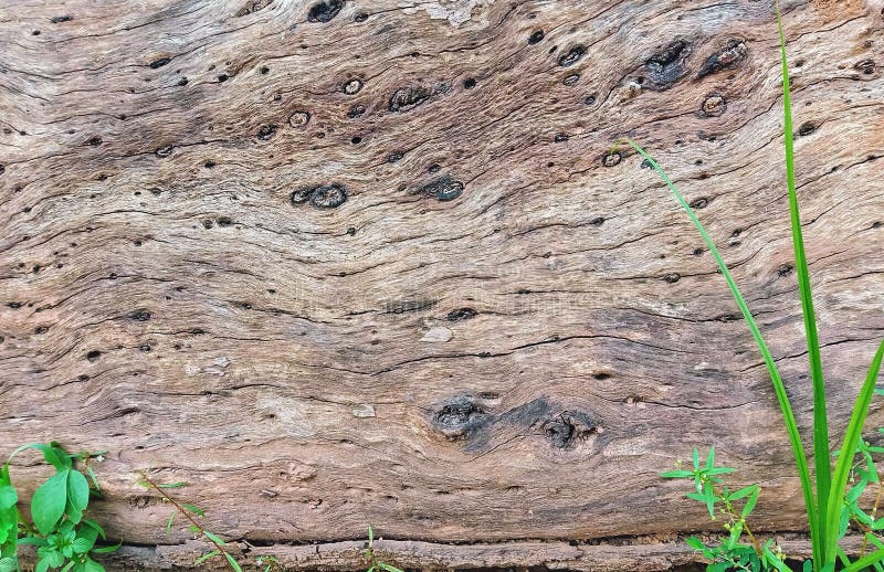 Background of the Cambium Surface of the Tree with Grass at the Bottom ...