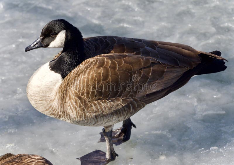 Background with a Canada Goose Standing on Ice Stock Photo - Image of ...