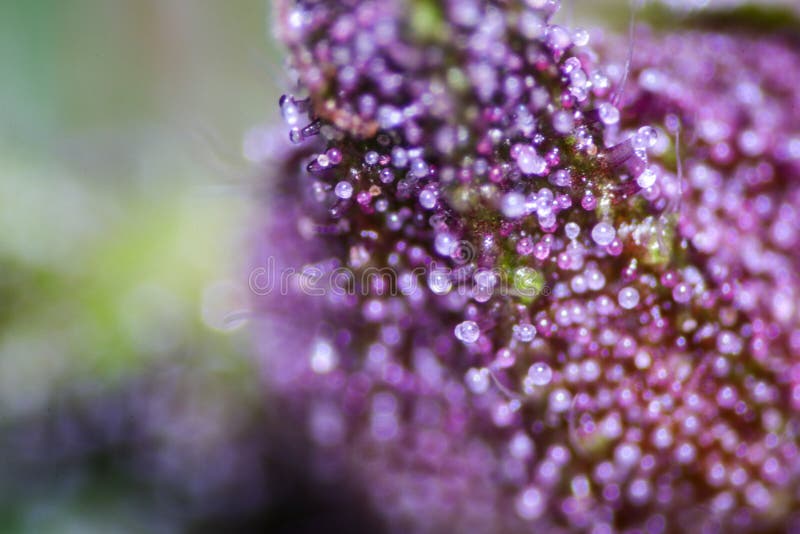 Marijuana Bud Under the Microscope, Cannabis Plant for Study in ...